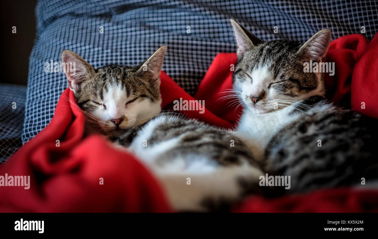 Lovable cats hi-res stock photography and images - Alamy