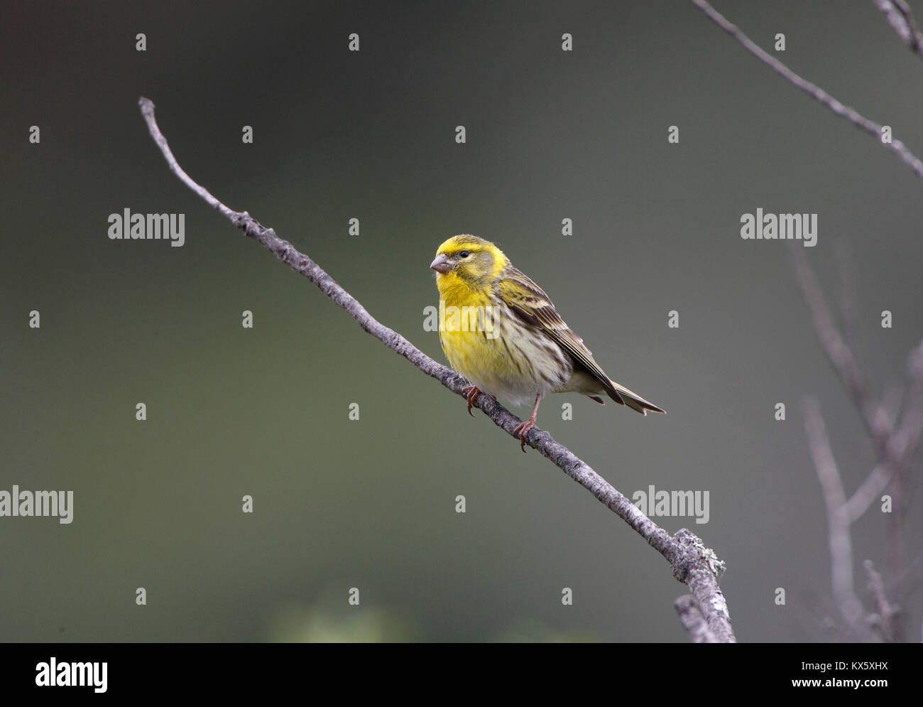 Small bird serinus in hi-res stock photography and images - Alamy