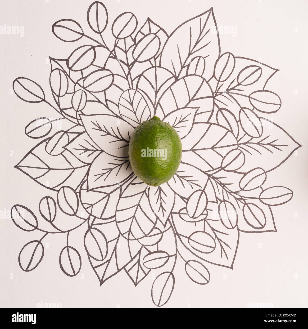 Lime over outline floral hand drawn background Stock Photo - Alamy