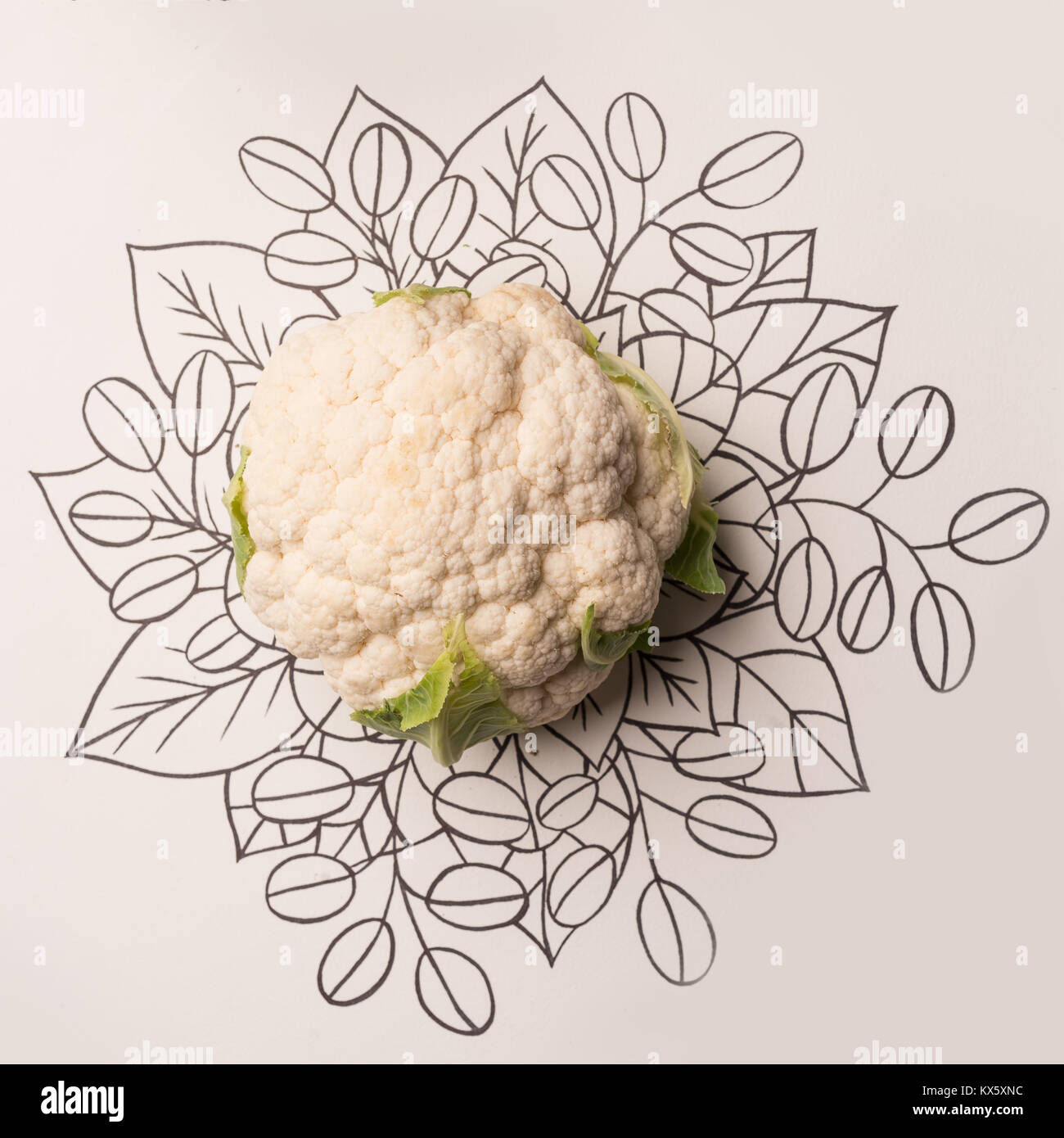 Cauliflower over outline floral hand drawn background Stock Photo - Alamy