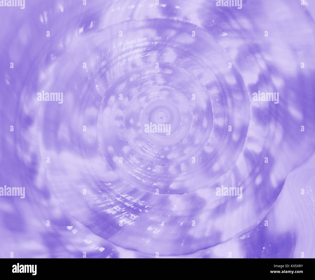 Closed up spiral and texture of King Helmet Conch sea shell in light ...