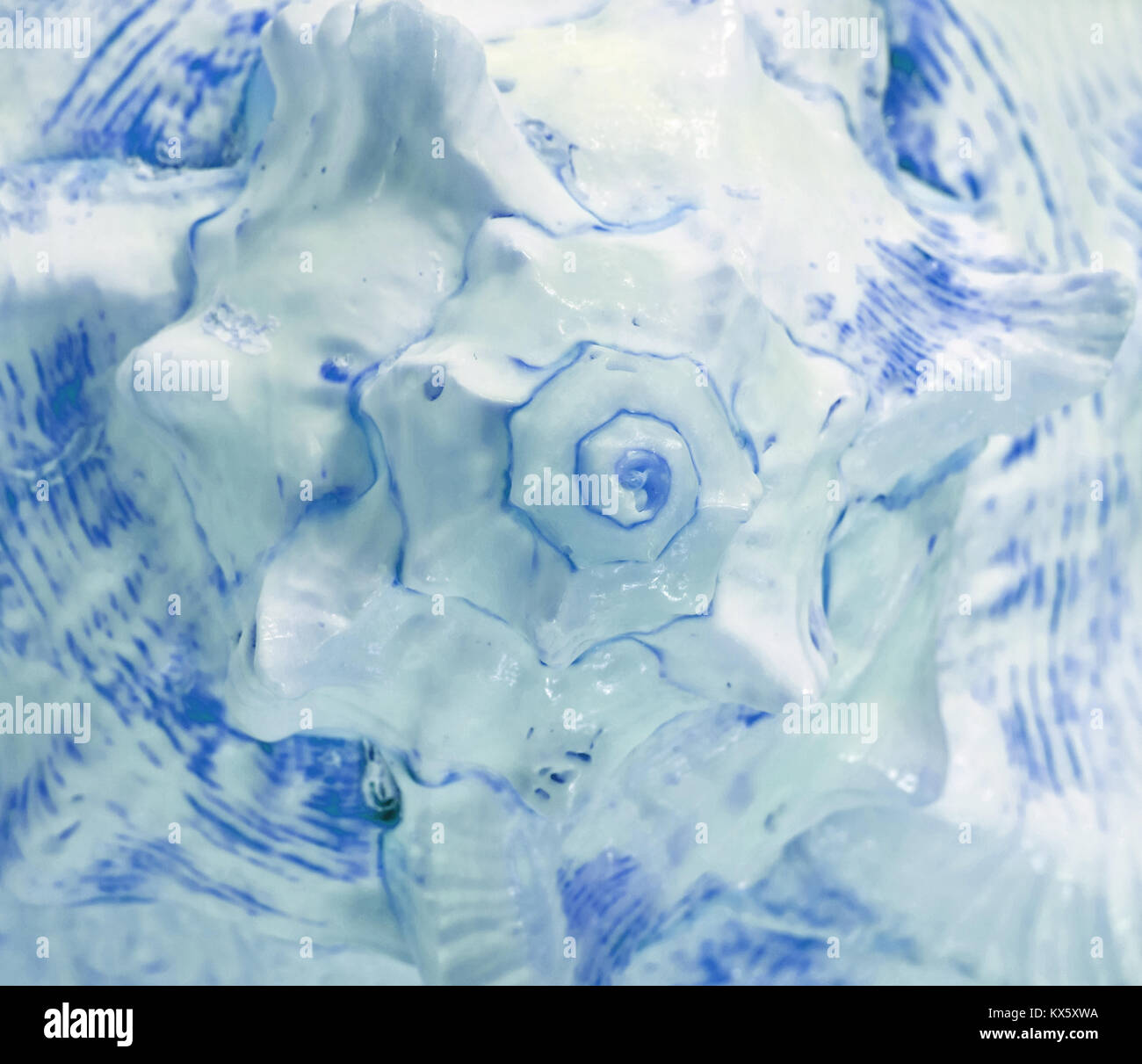 Spiral and texture of Branched Murex sea shell in light and vibrant ...