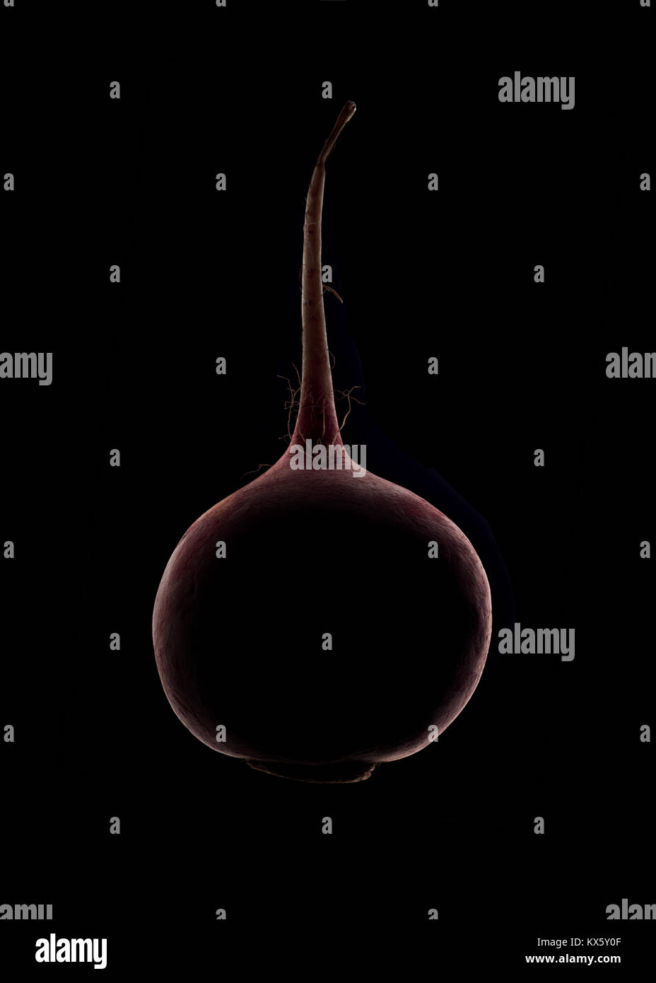 Beetroot silhouette isolated over black background Stock Photo - Alamy