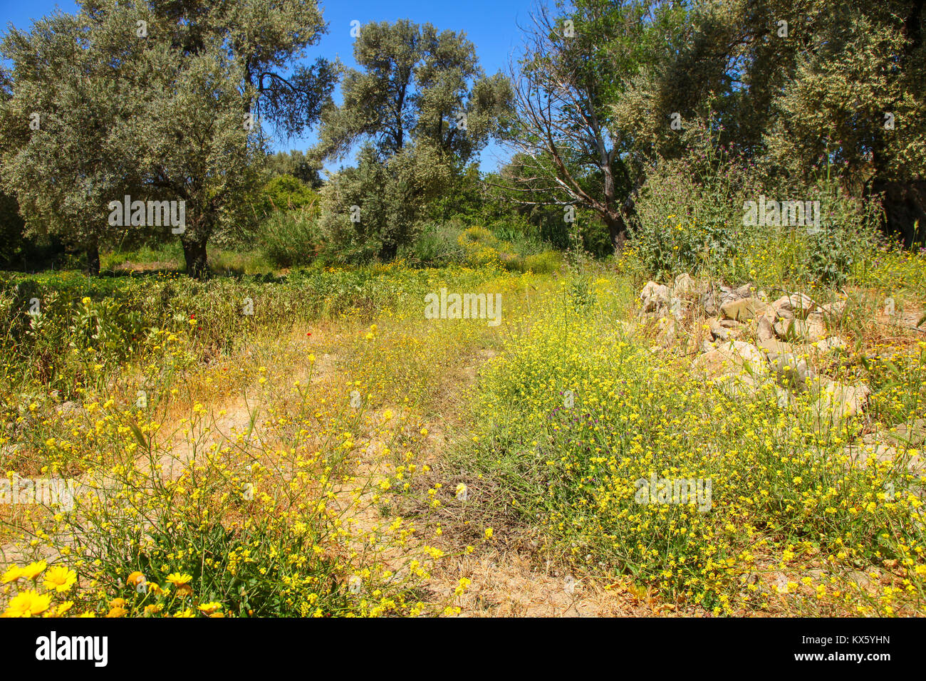 Olvie grove in Mitropoli in Crete Stock Photo - Alamy