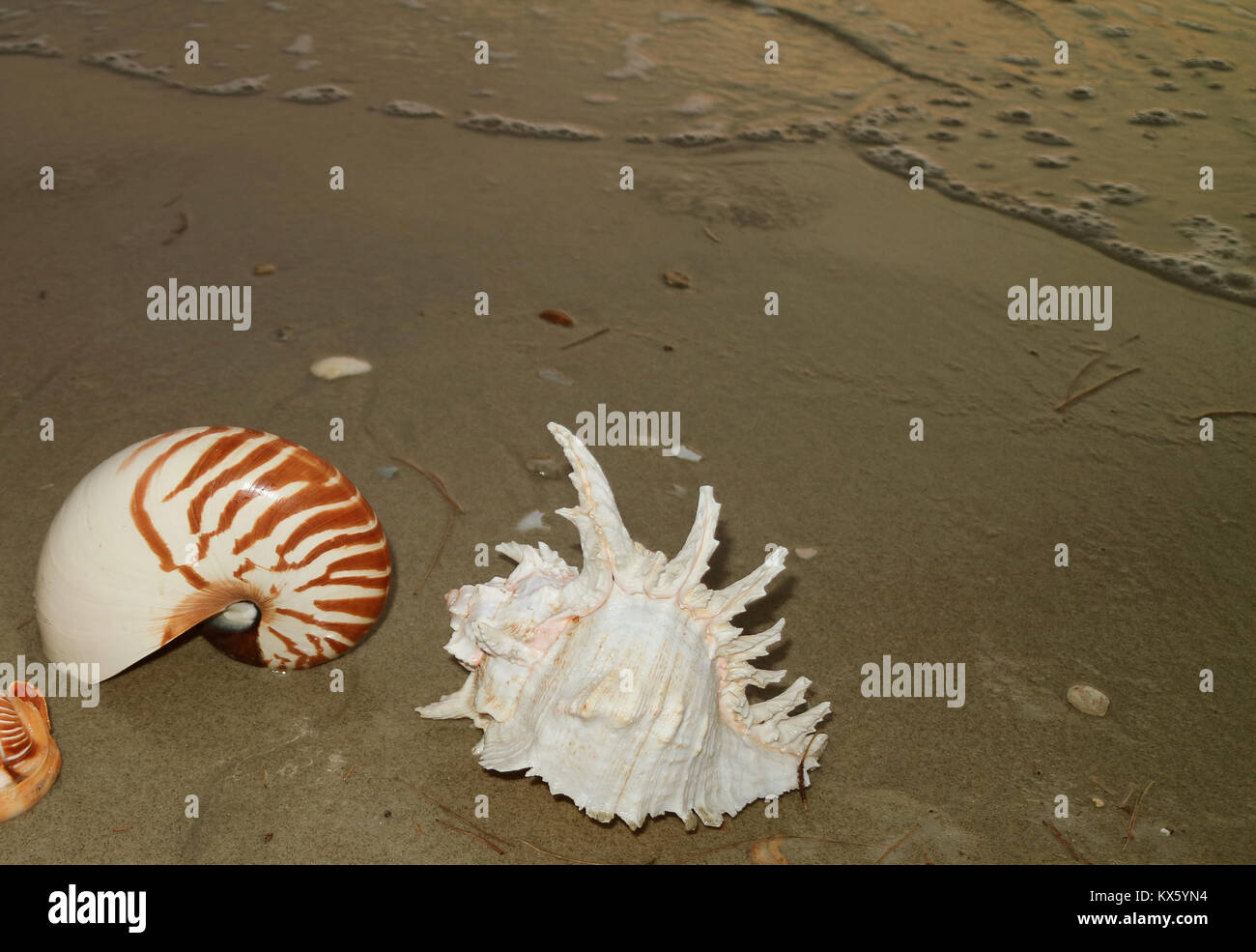 Beautiful natural seashells on the sunset beach of Thailand Stock Photo ...