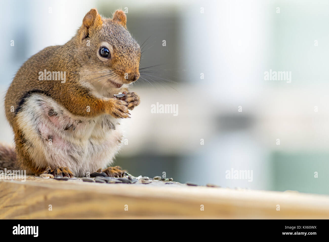 Vocalization by animals hi-res stock photography and images - Alamy