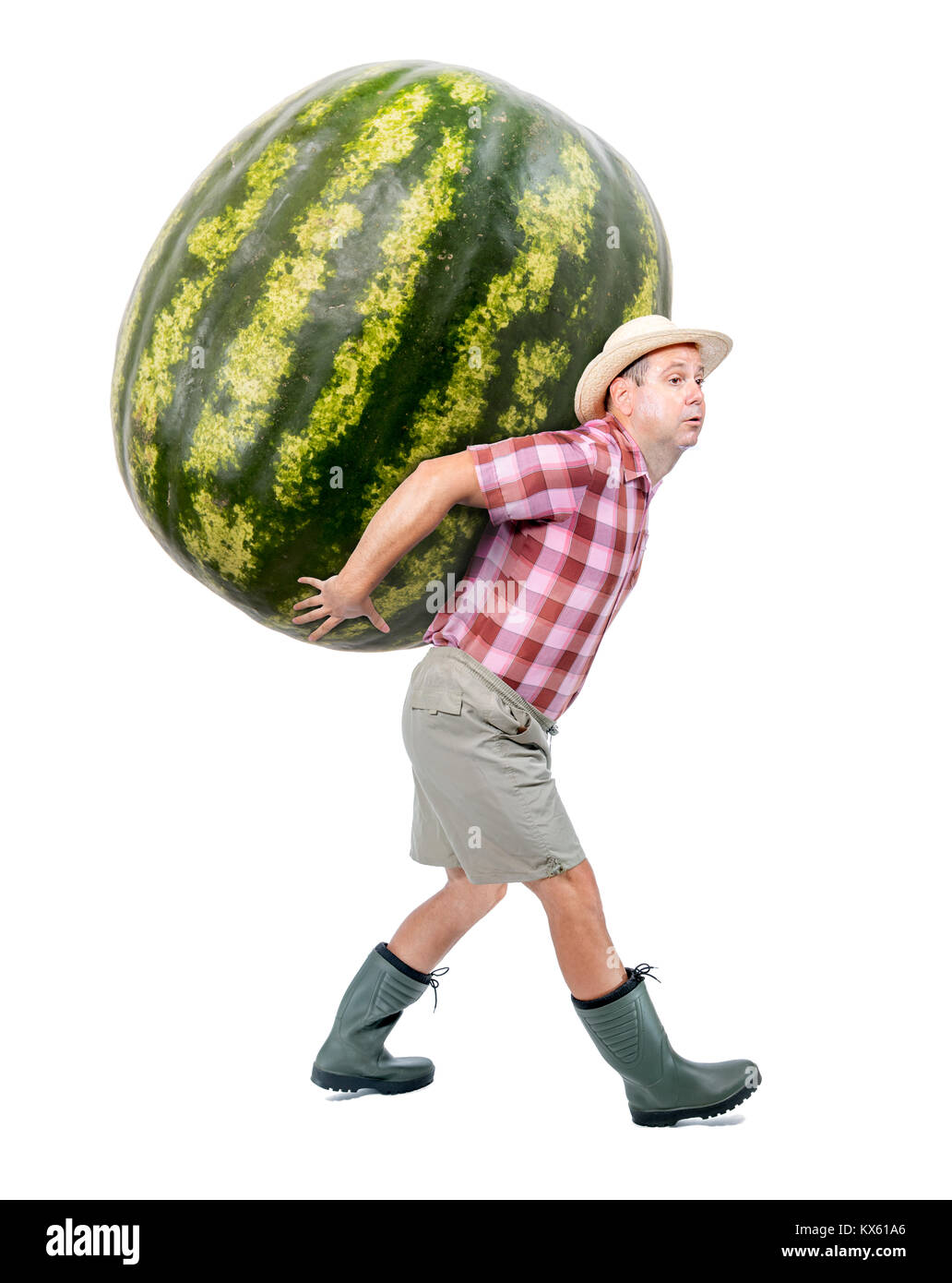Funny gardener carrying a large watermelon. A farmer hold big water ...