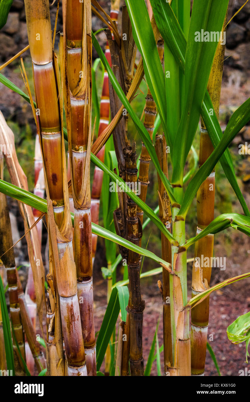 sugar cane cultivation Stock Photo - Alamy