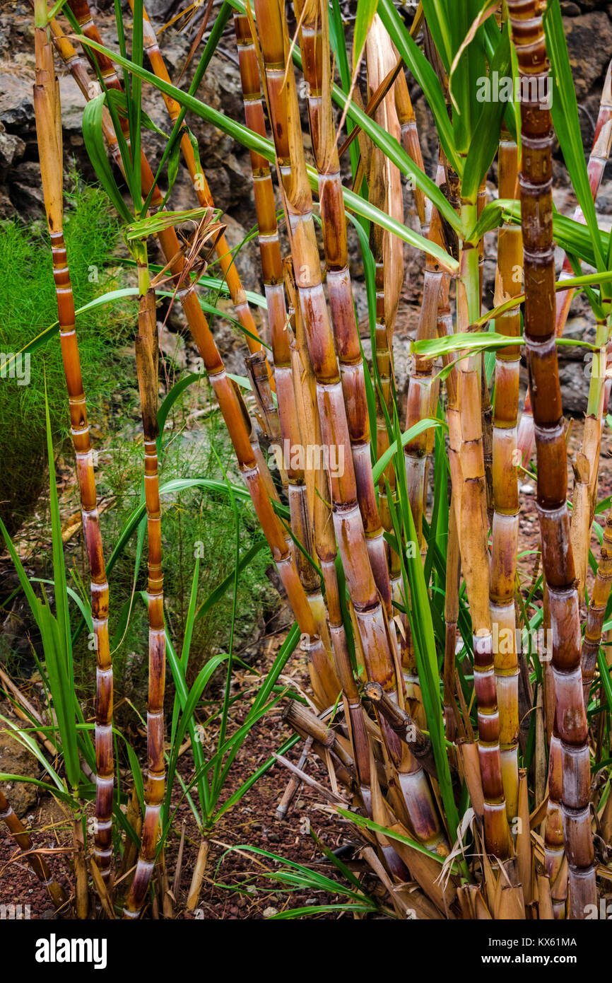 sugar cane cultivation Stock Photo - Alamy