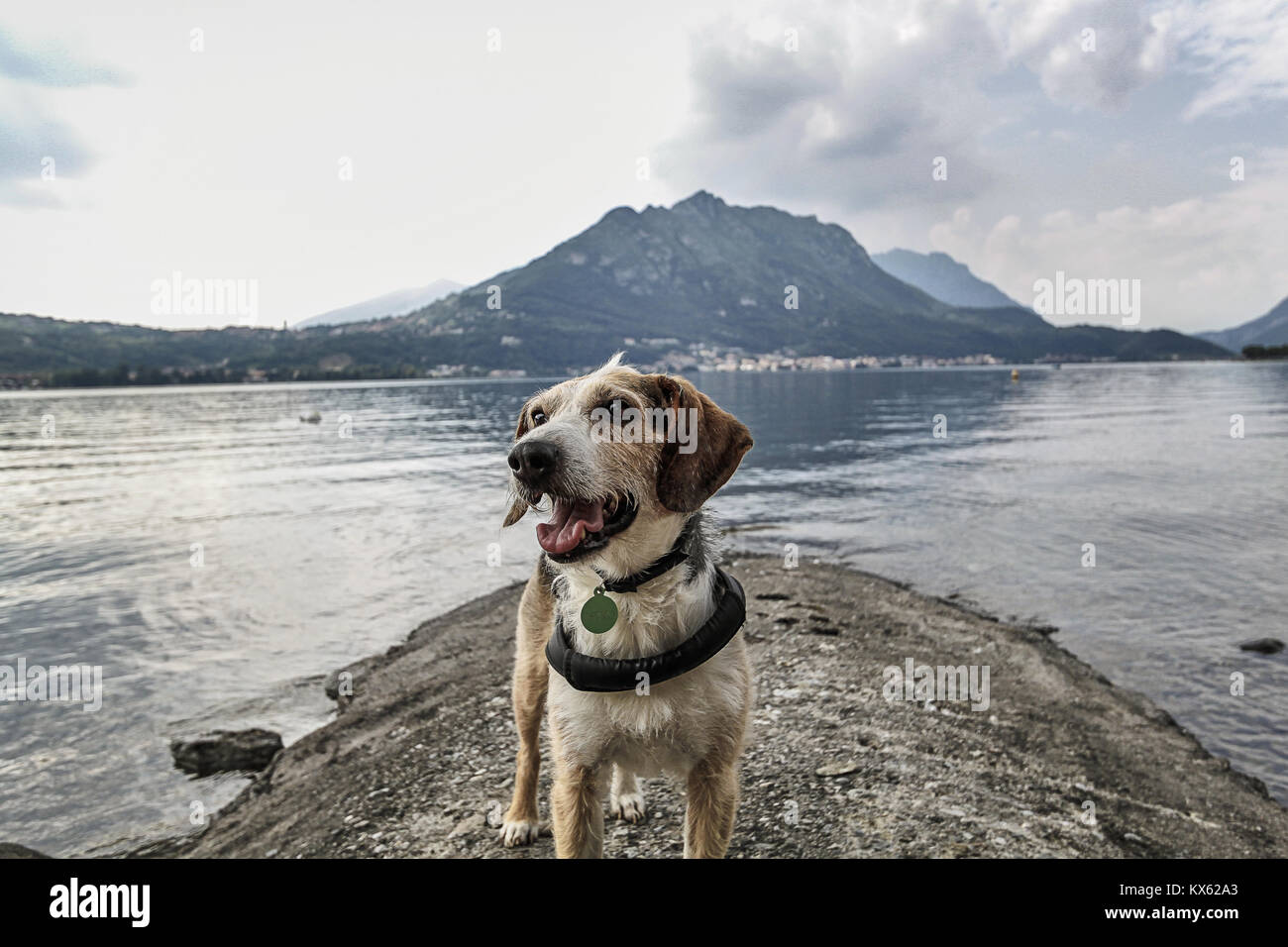 Dog in outdoor Stock Photo - Alamy