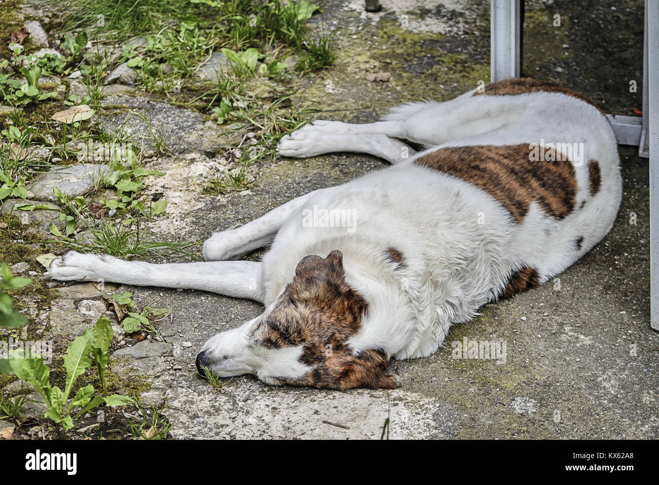 Dog in outdoor Stock Photo - Alamy