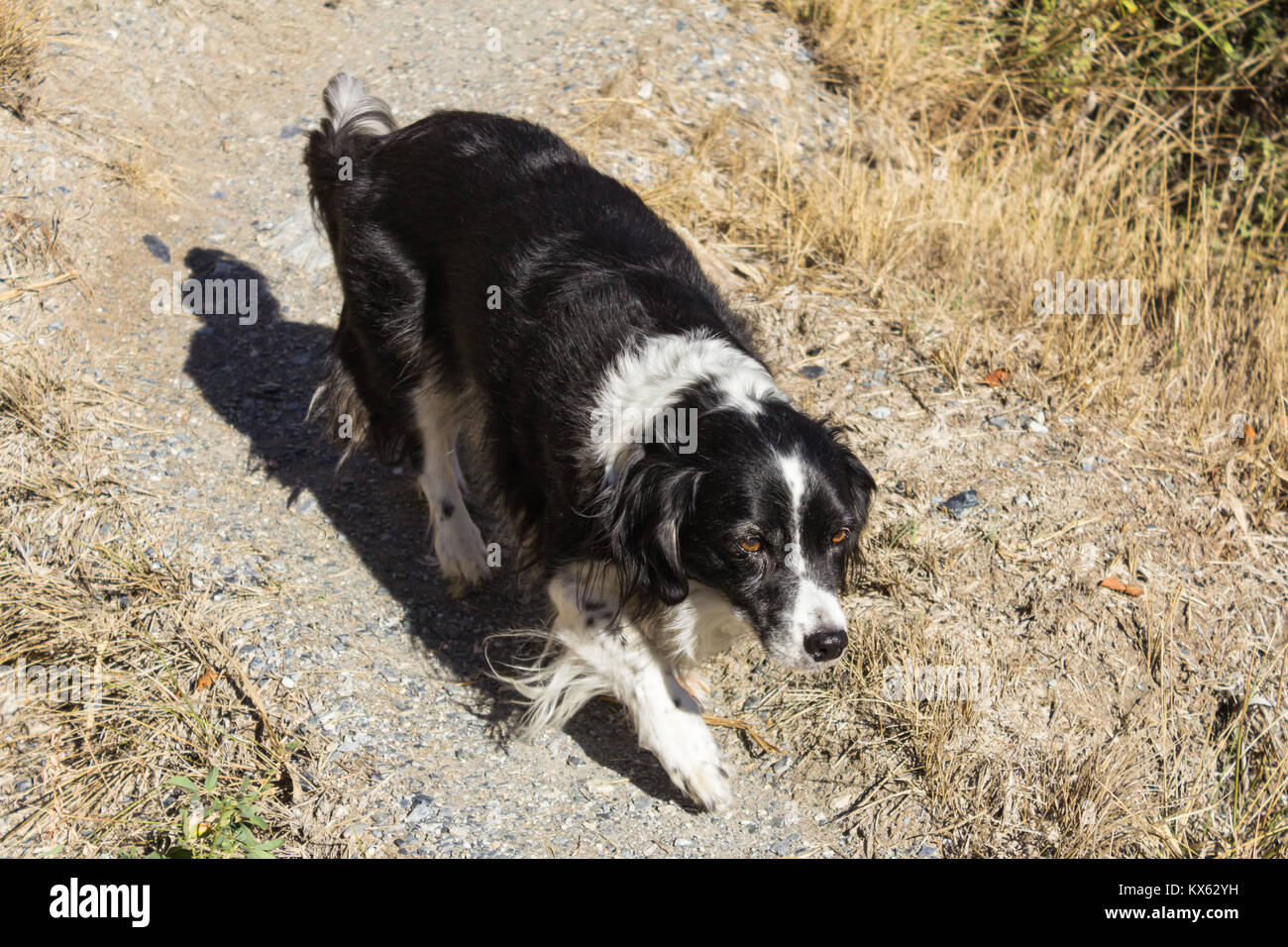 Caniformia hi-res stock photography and images - Alamy