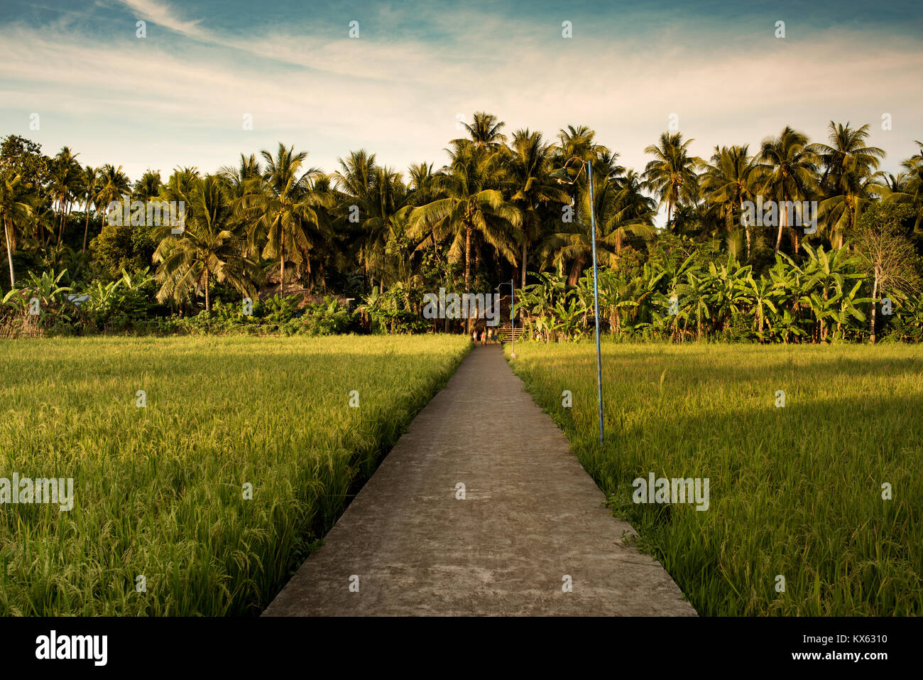 rice field road Stock Photo - Alamy