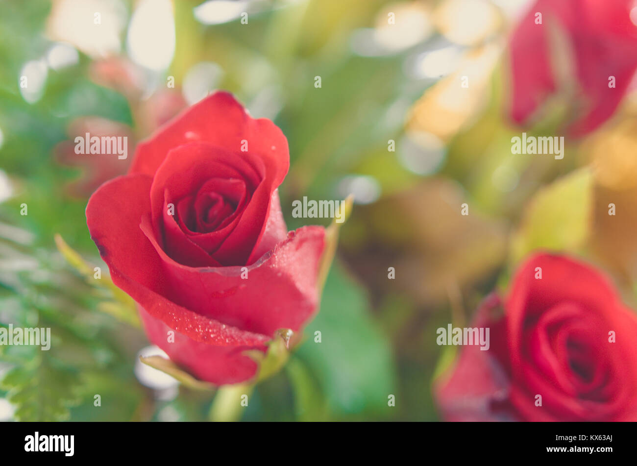 Vintage filter red roses hi-res stock photography and images - Alamy