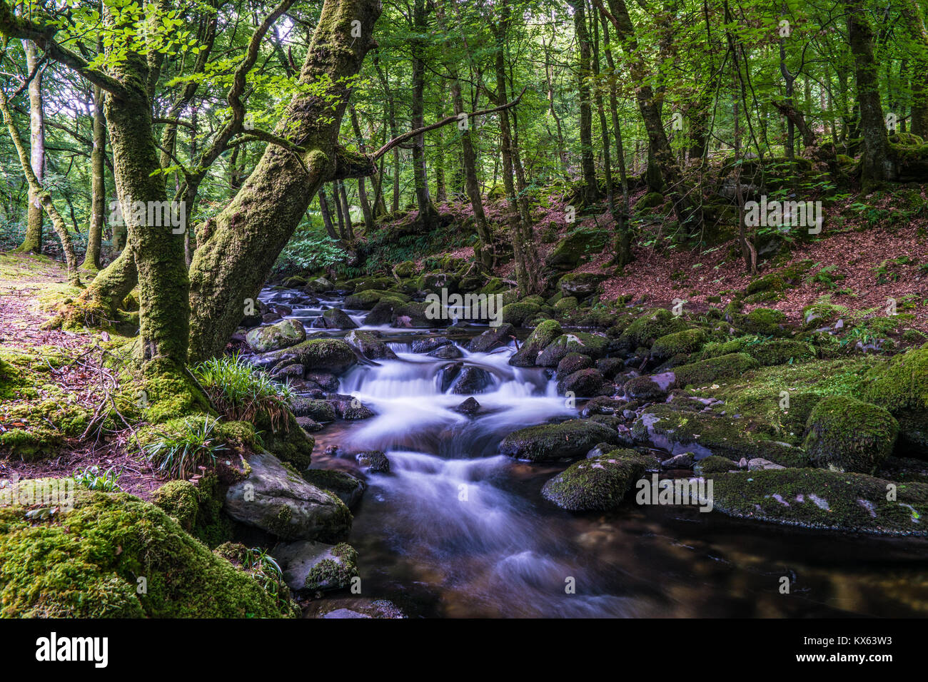 Fast flowing stream with white water in North Wales in autumn Stock ...