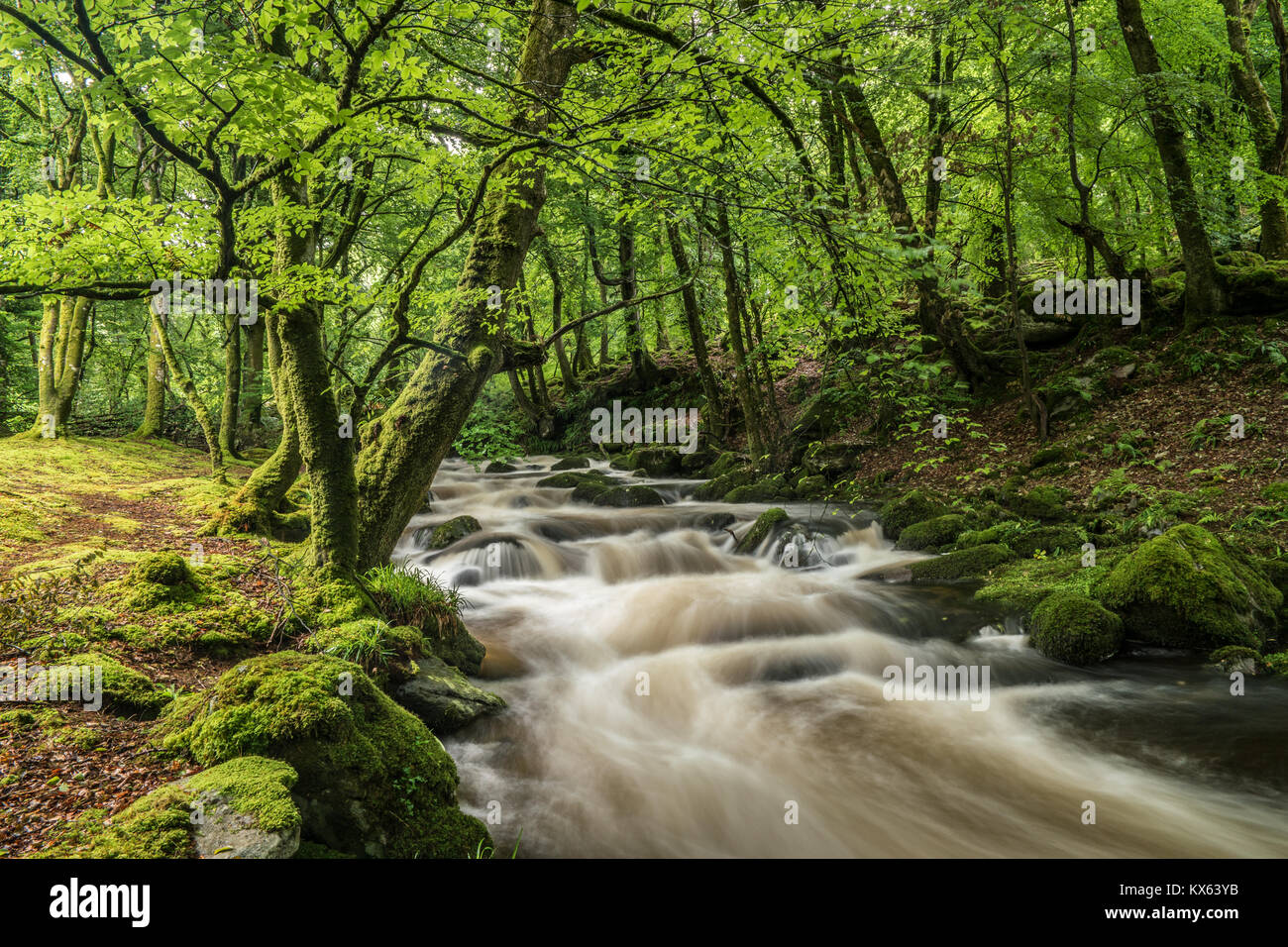 Fast flowing stream with white water in North Wales in autumn Stock ...