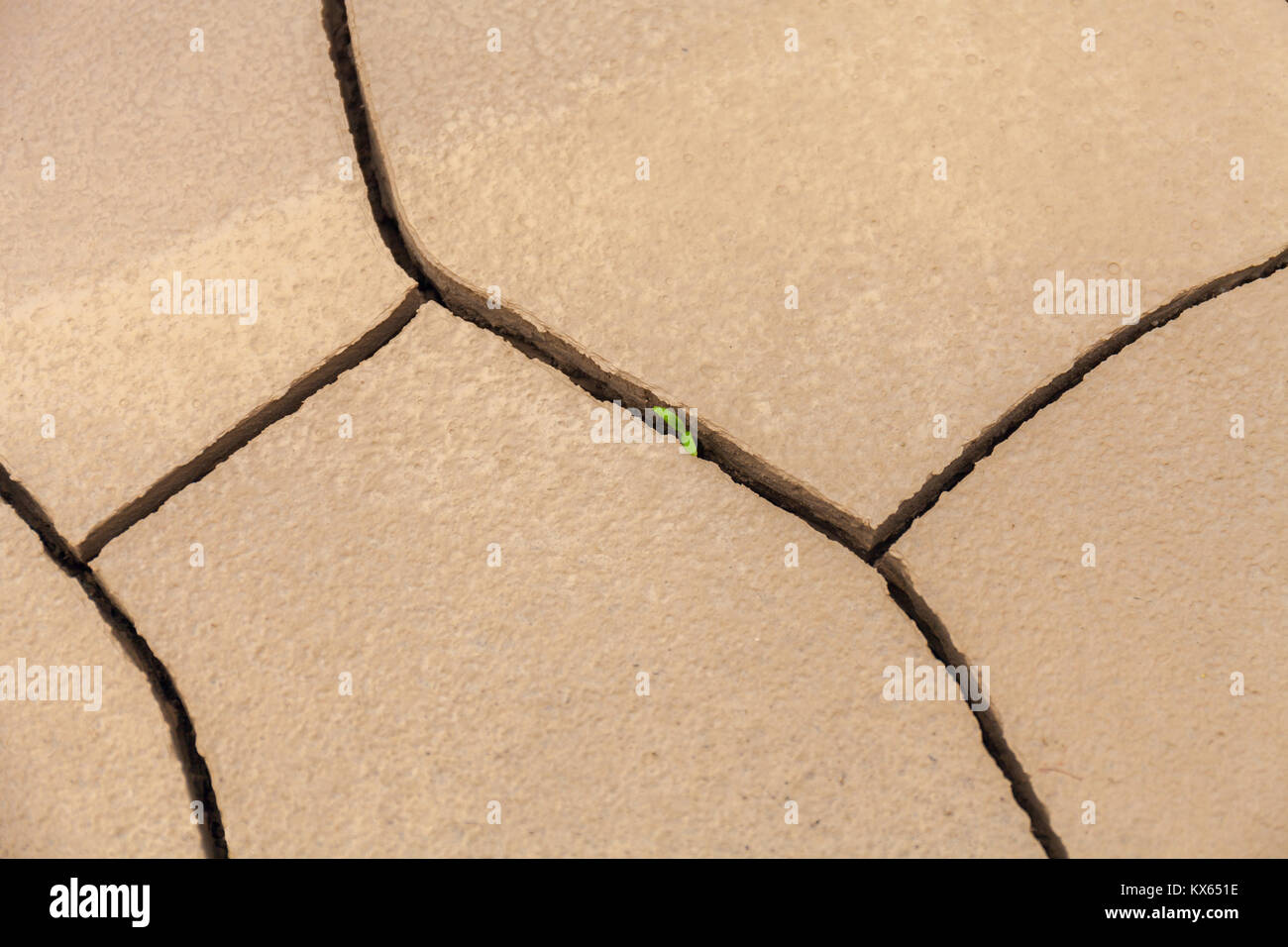 New leaf dead tree hi-res stock photography and images - Alamy