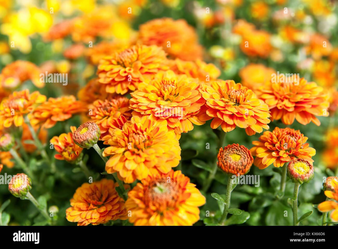 close up of beautiful orange flowers background Stock Photo - Alamy