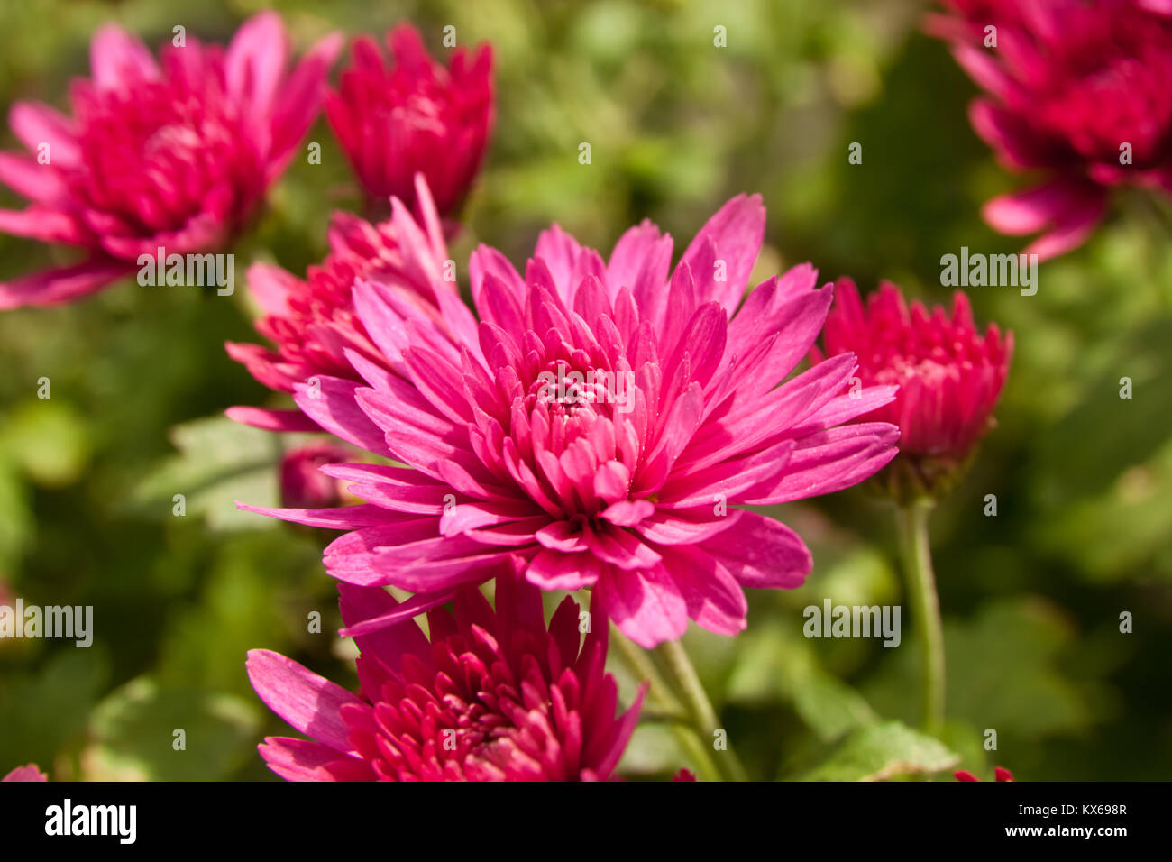 beautiful pink flowers, outdoor Stock Photo - Alamy
