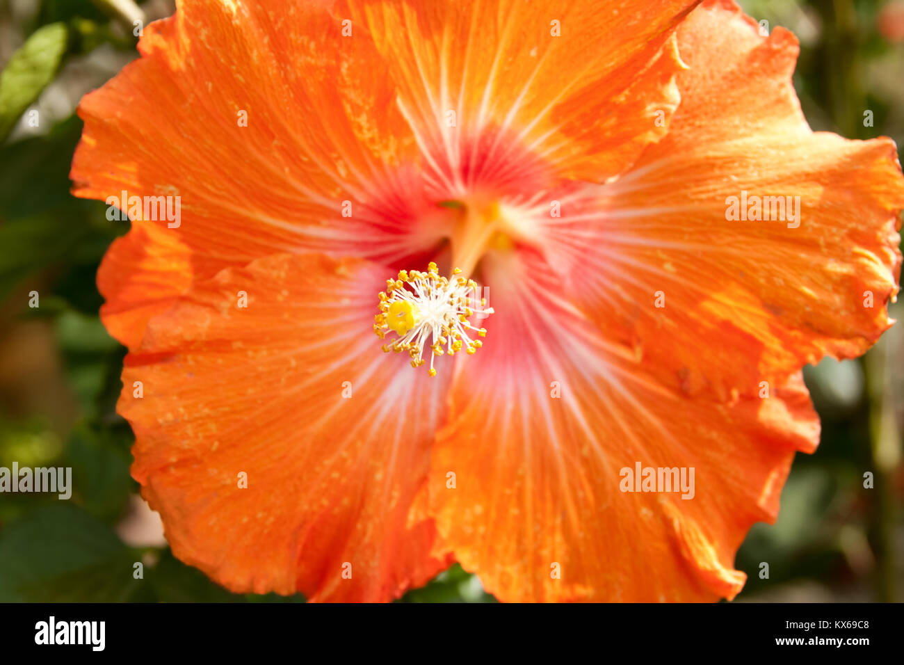 close up, orange flower, pestle in focus Stock Photo - Alamy