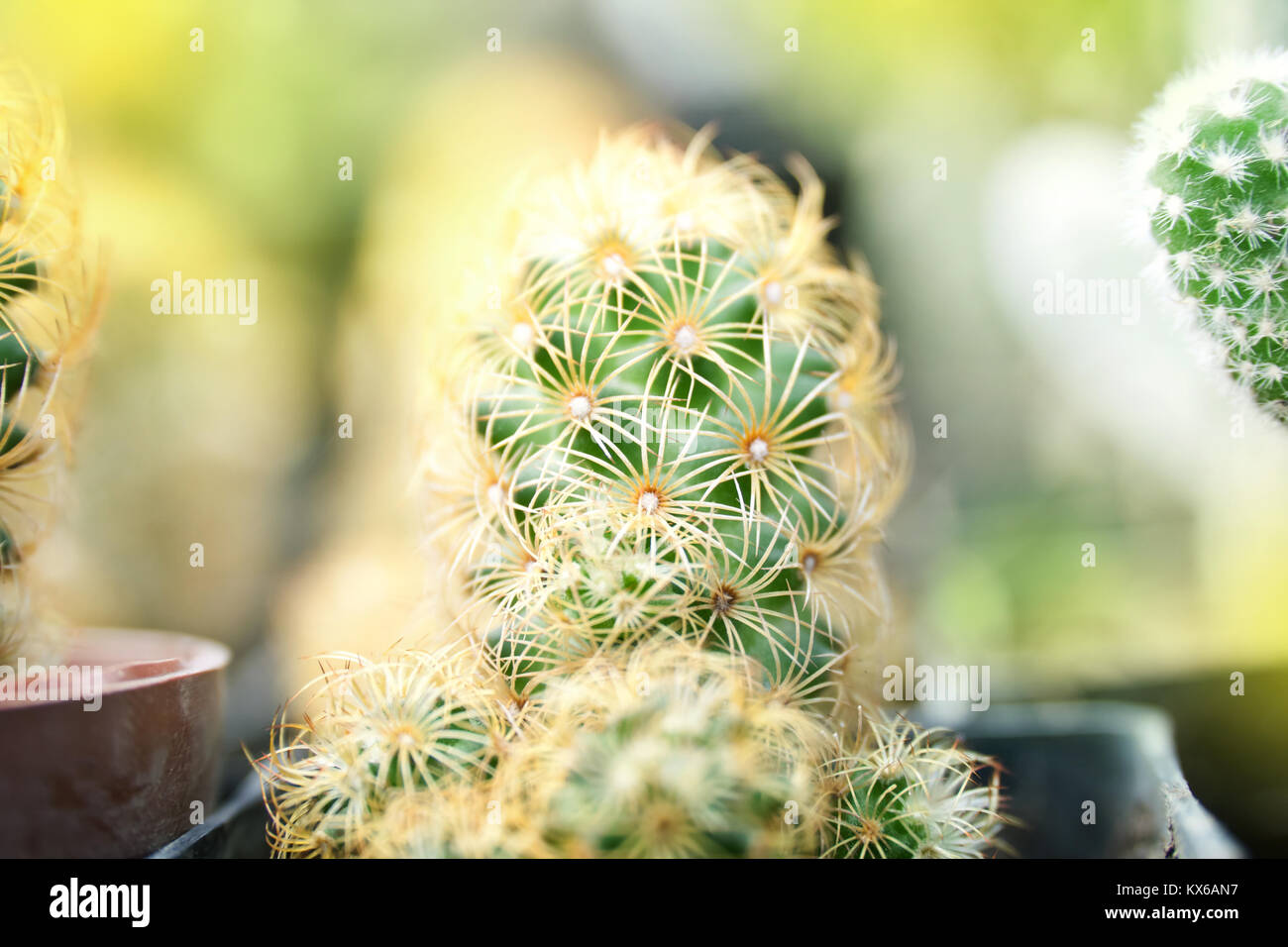 Dried up cactus hi-res stock photography and images - Alamy