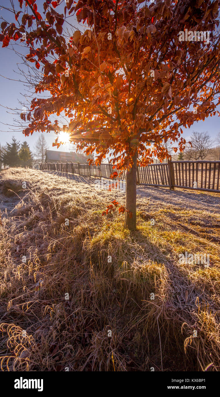 Sun rays shining through a tree on gorgeous misty morning Stock Photo ...