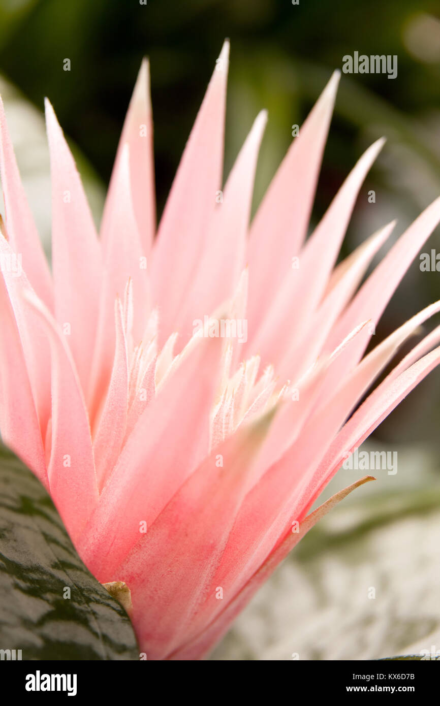 exotic pink, cactus flower Stock Photo - Alamy