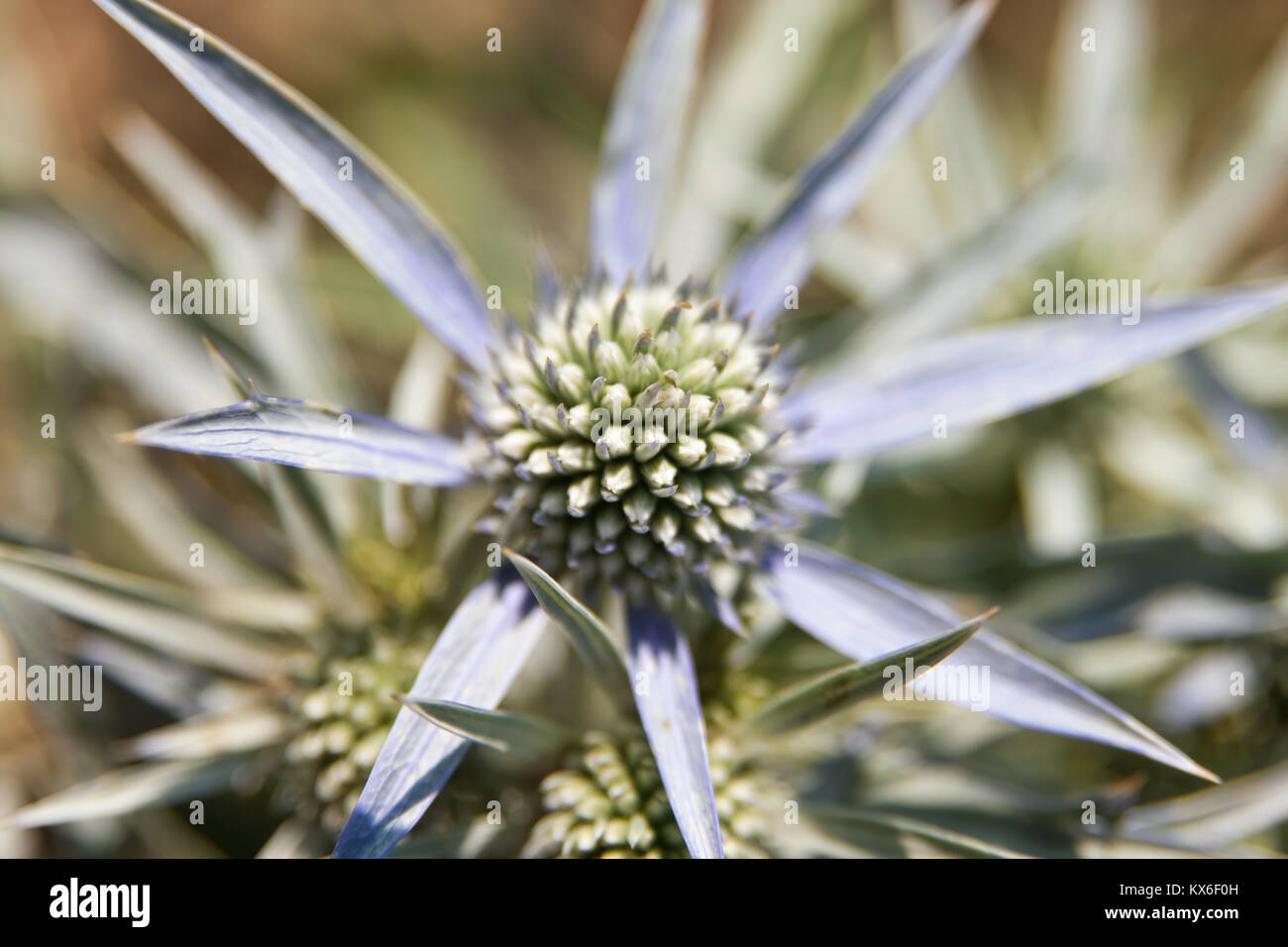 cactus blue flower, close up Stock Photo - Alamy