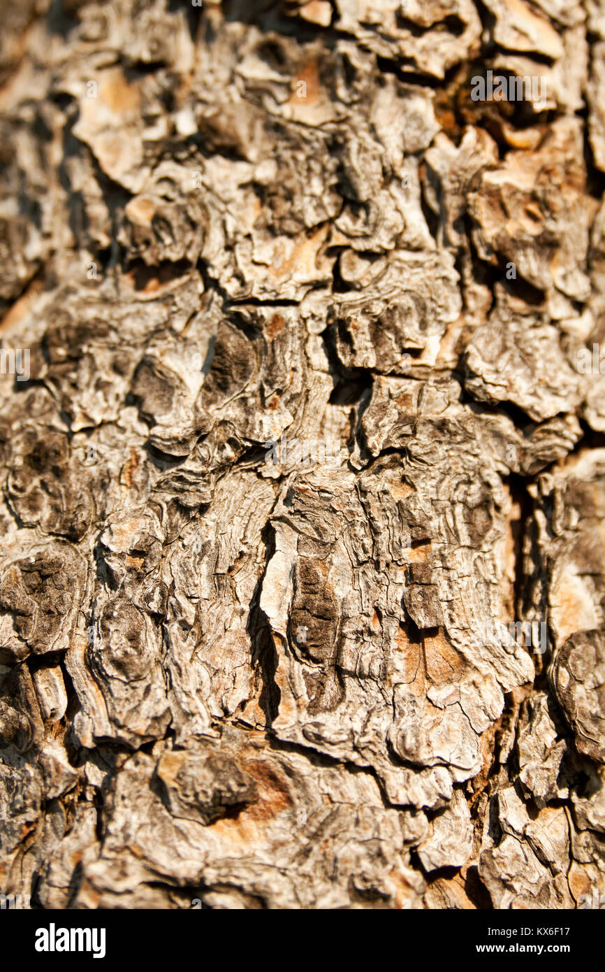 tree bark texture, close up Stock Photo - Alamy