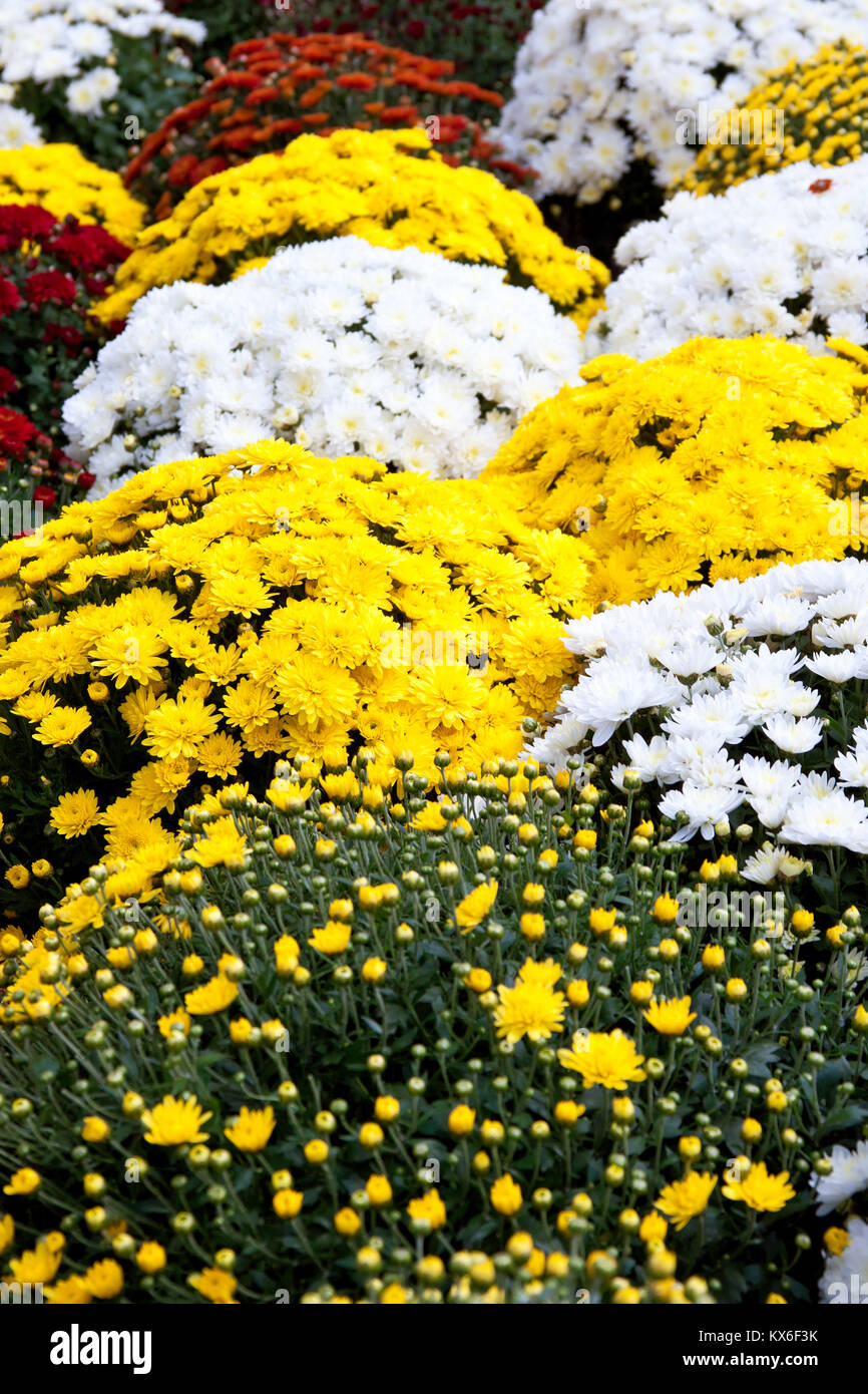 background of flowersin shape ball Stock Photo - Alamy