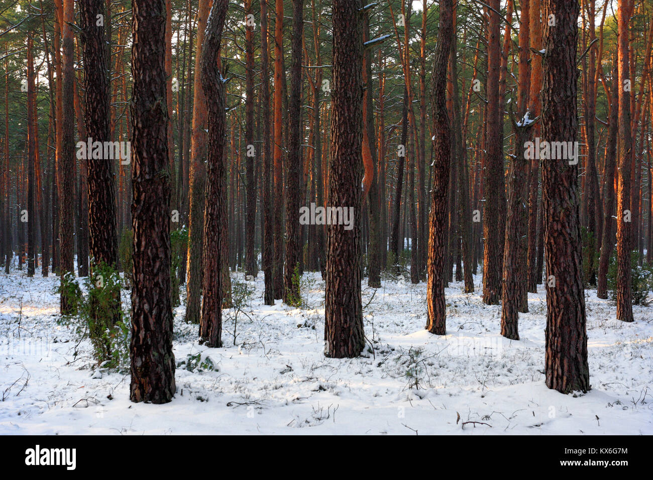 Thicket of trees and bushes of a natural forest in a winter season ...