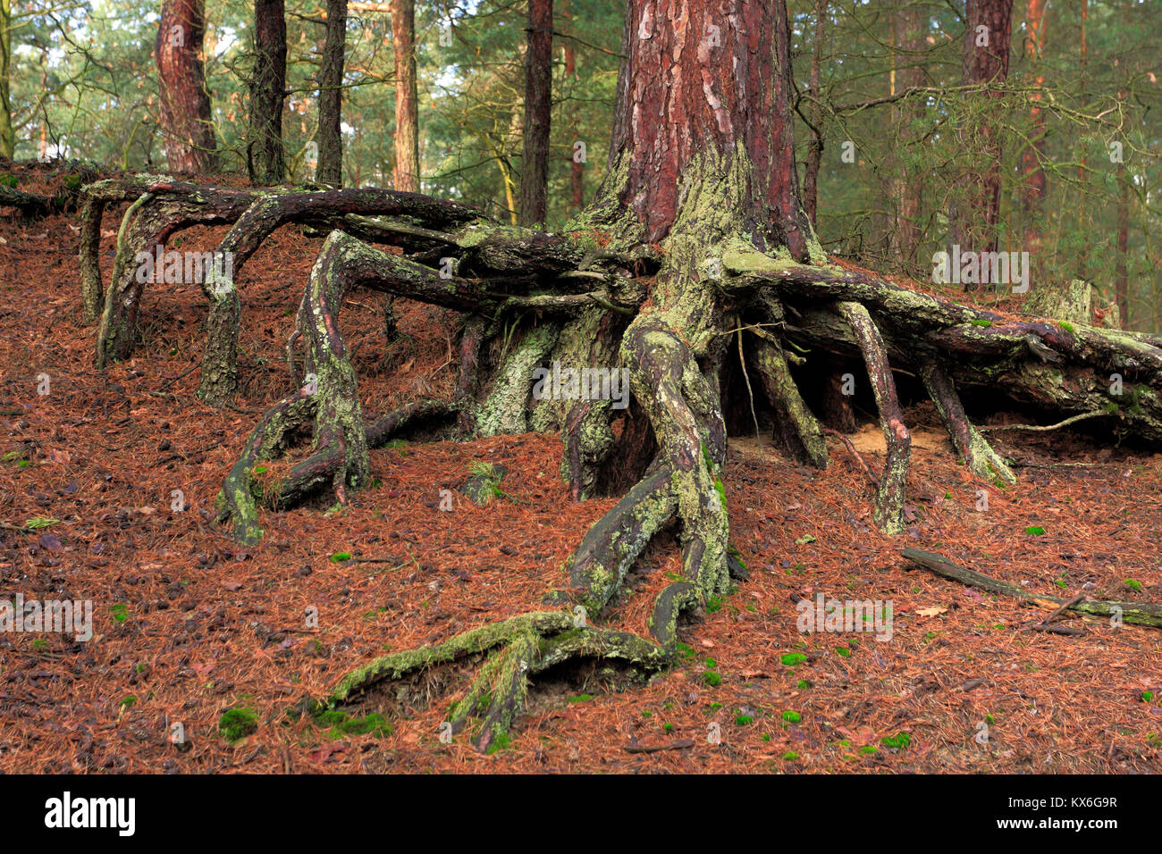 Tangle of roots of a tree in a natural forest in an early spring season ...