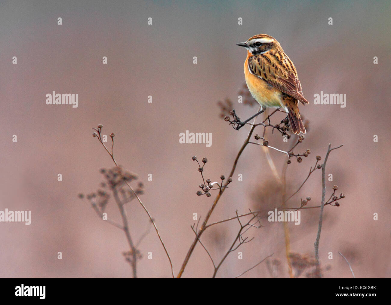 Single Whinchat bird on a stem during a spring nesting period Stock ...