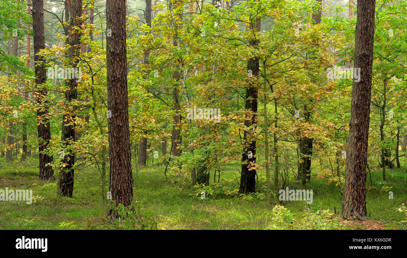 Thicket of trees and bushes of a natural forest in a summer season ...