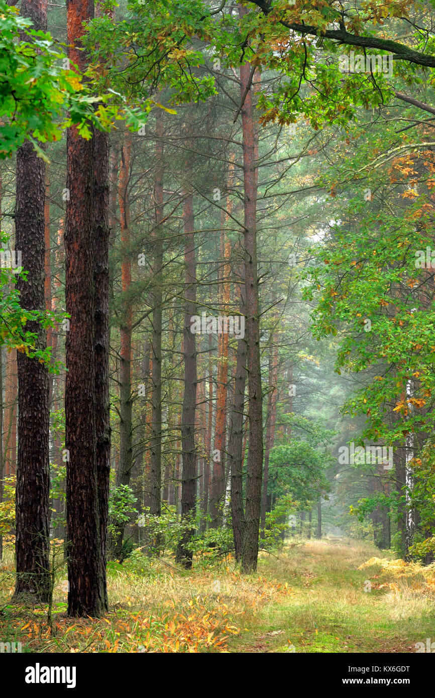 Thicket of trees and bushes of a natural forest in a summer season ...