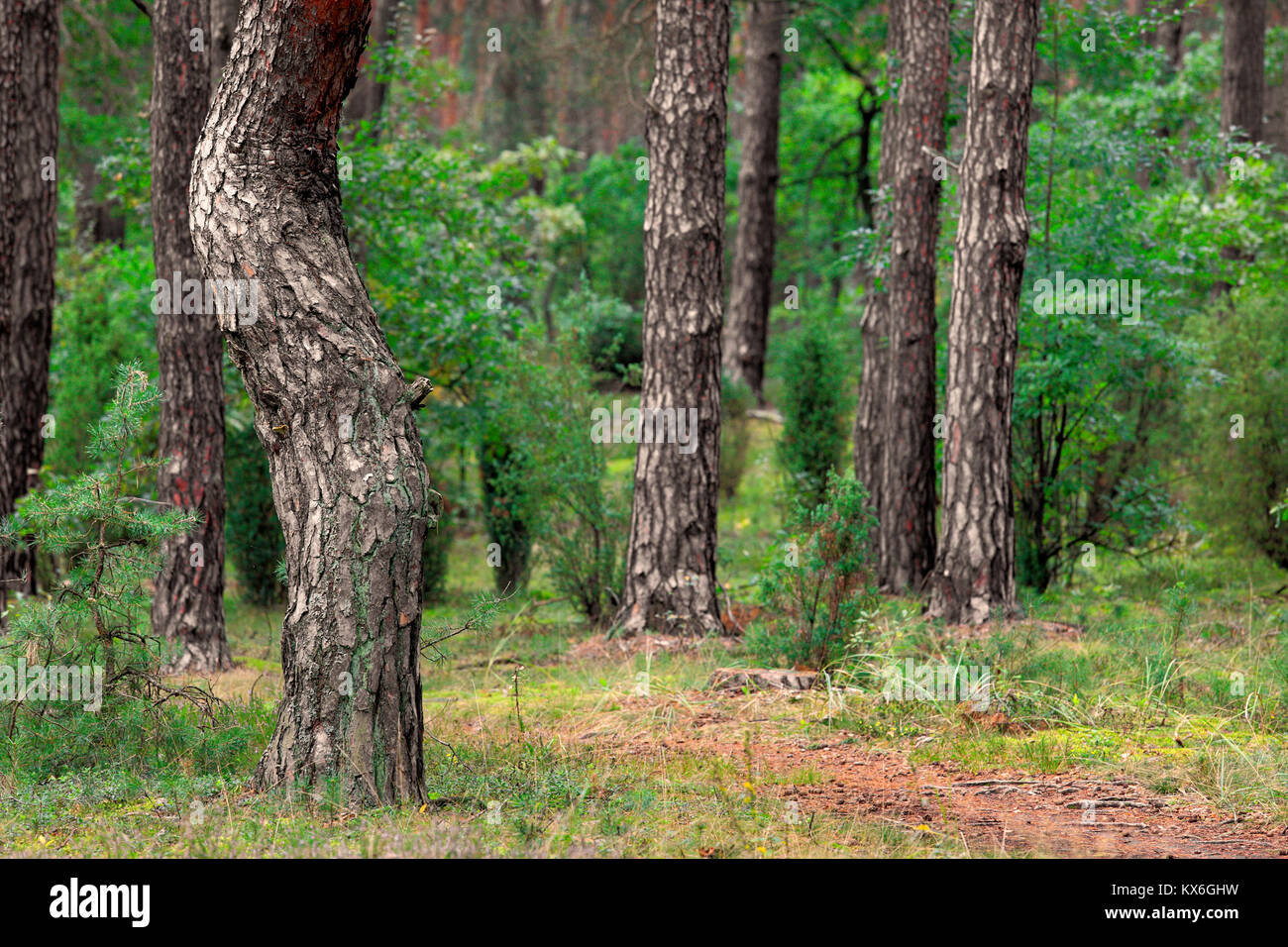 Thicket of trees and bushes of a natural forest in a summer season ...