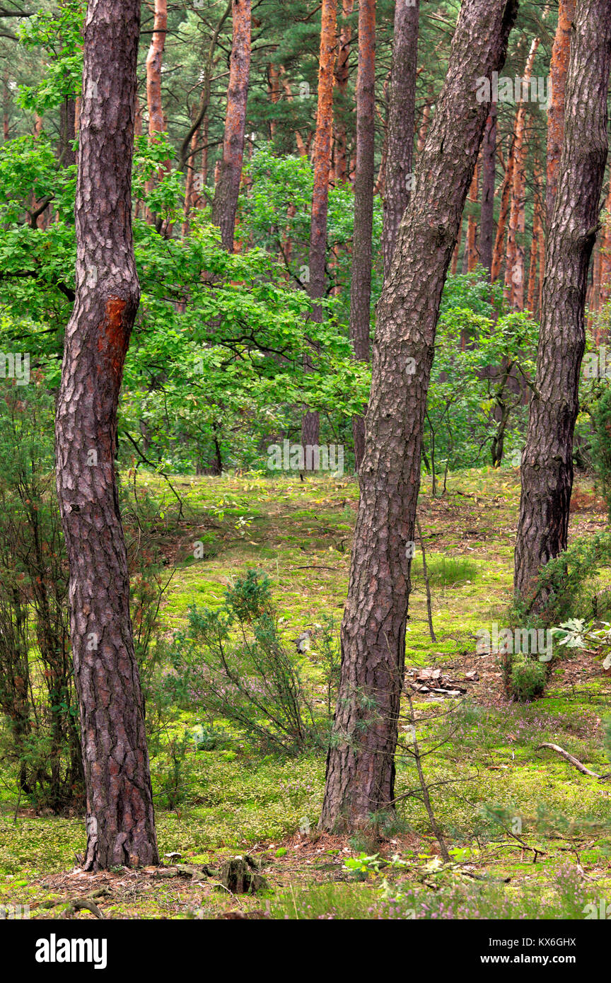 Thicket of trees and bushes of a natural forest in a summer season ...
