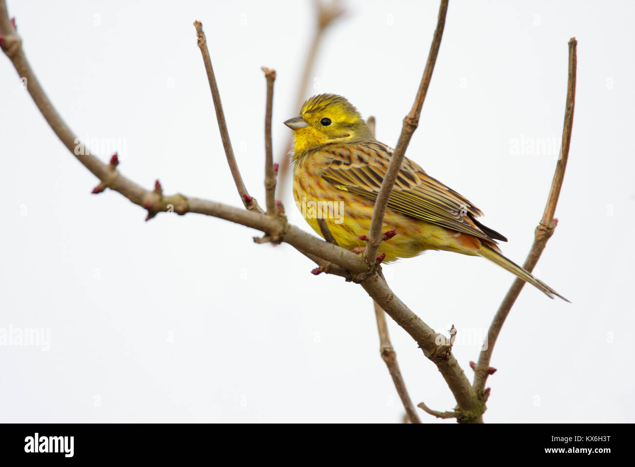 Single European Serin bird on tree twig during a spring nesting period ...