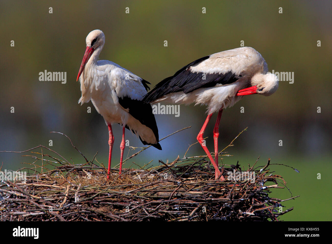 Pair of White Stork birds on a nest during the spring nesting period ...