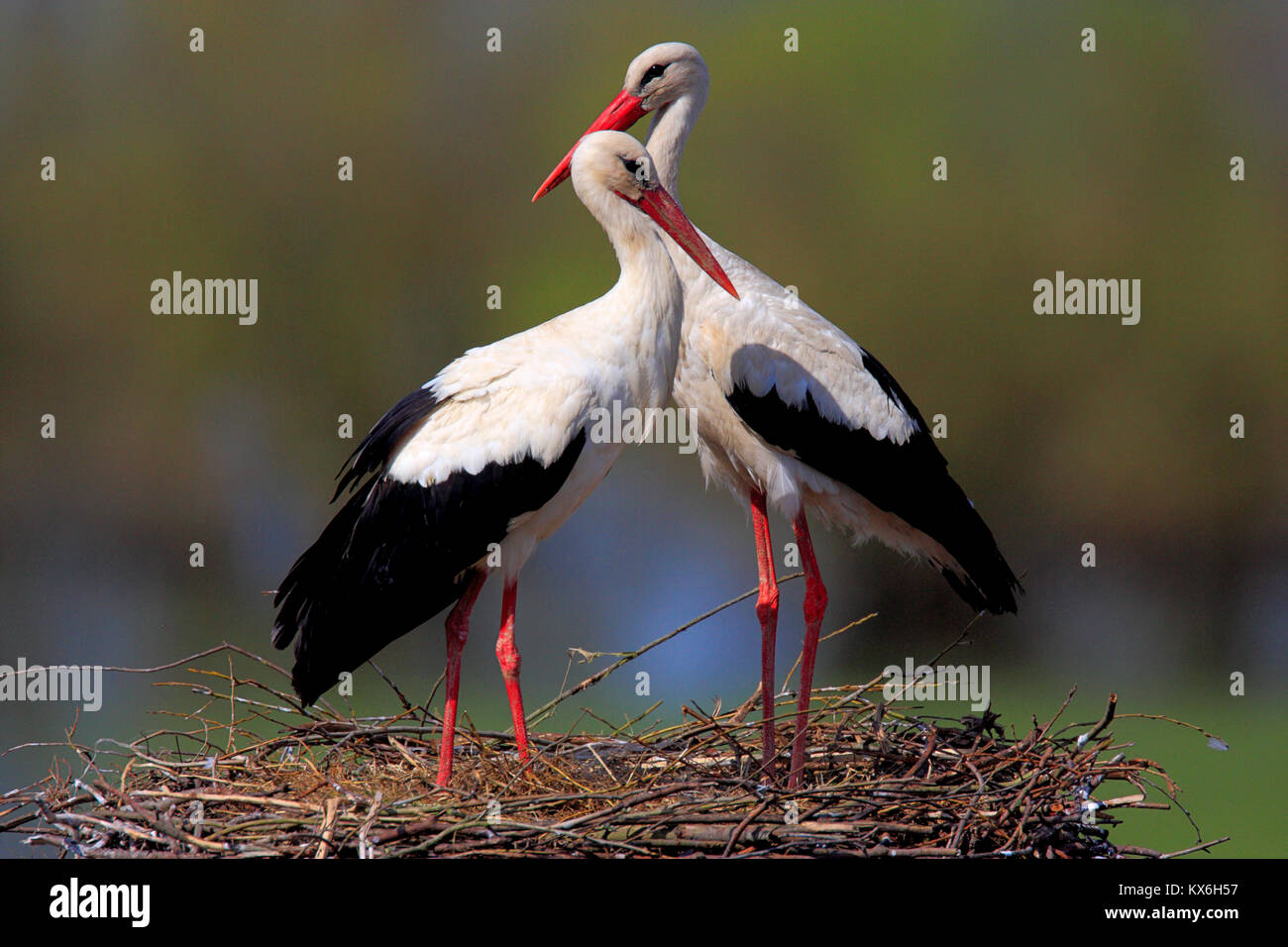 Pair of White Stork birds on a nest during the spring nesting period ...