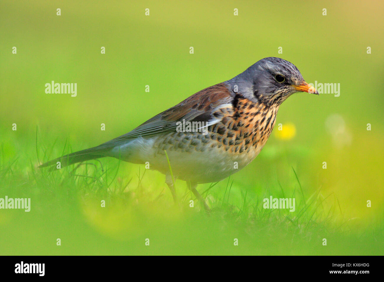Single Fieldfare bird in a green grass during a spring nesting period ...