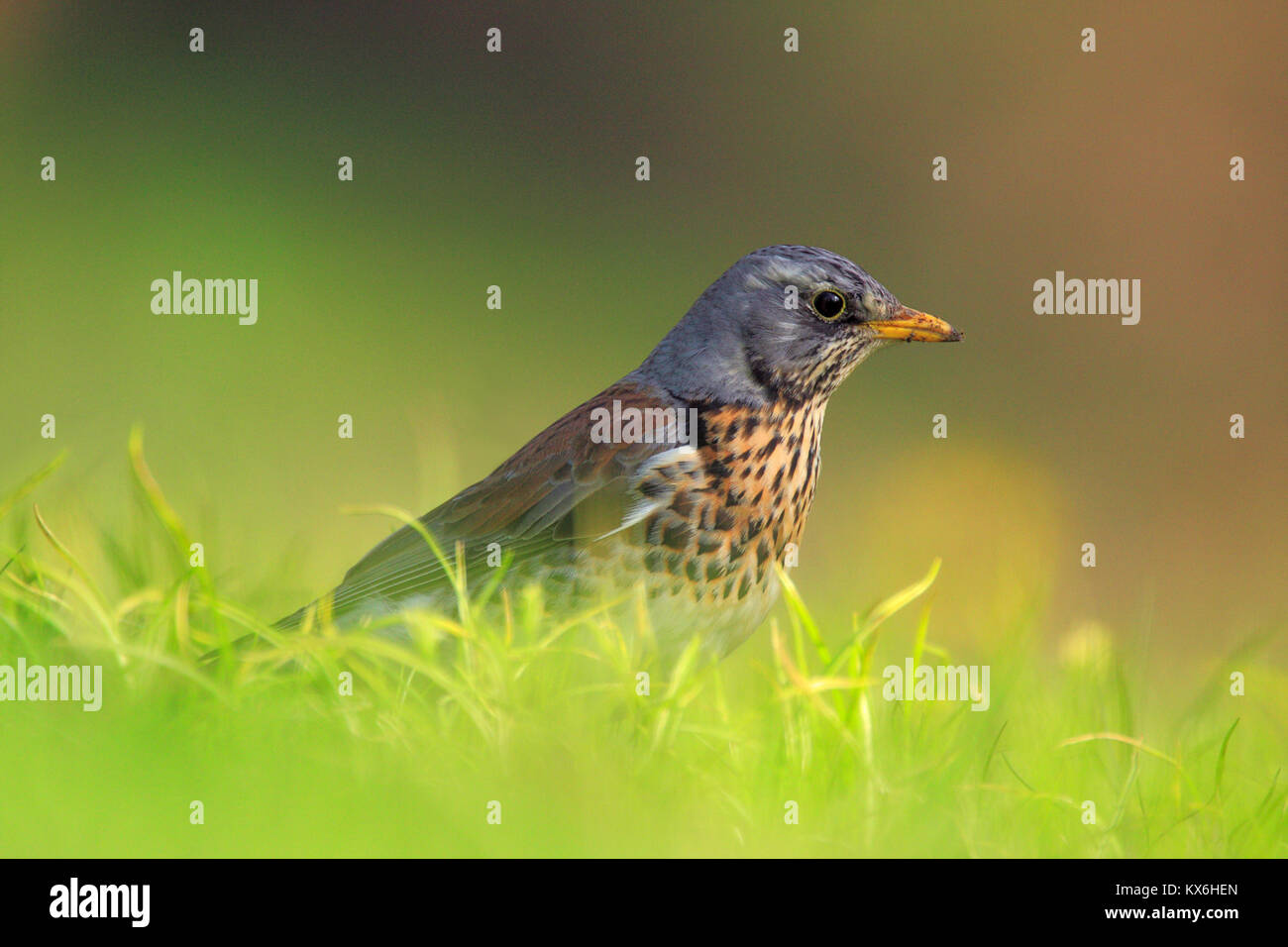 Single Fieldfare bird in a green grass during a spring nesting period ...