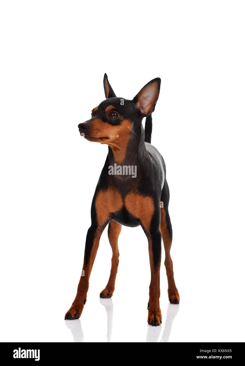 miniature pinscher in front of a white background Stock Photo - Alamy