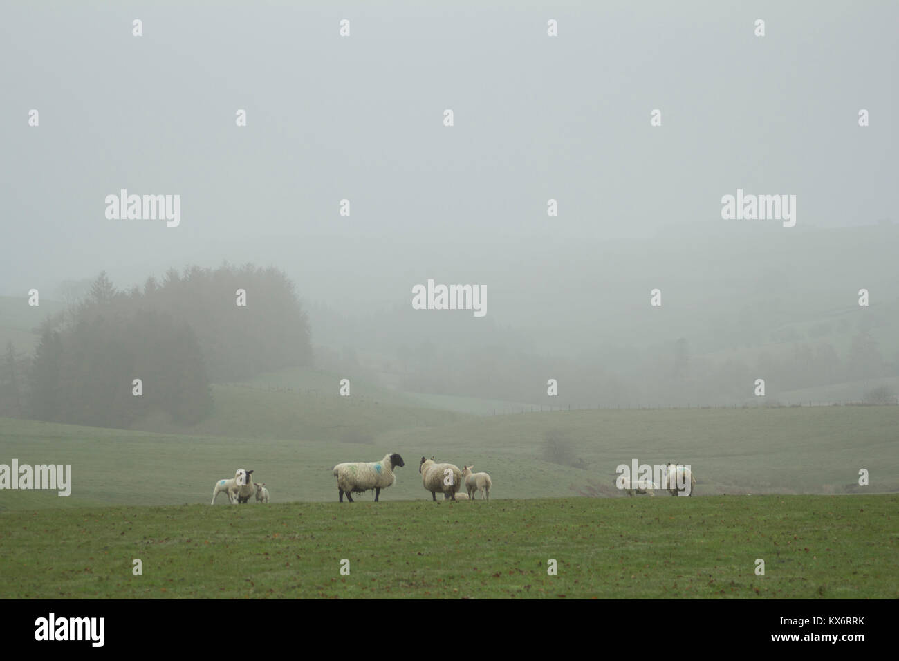 Welsh hills and farms Stock Photo - Alamy