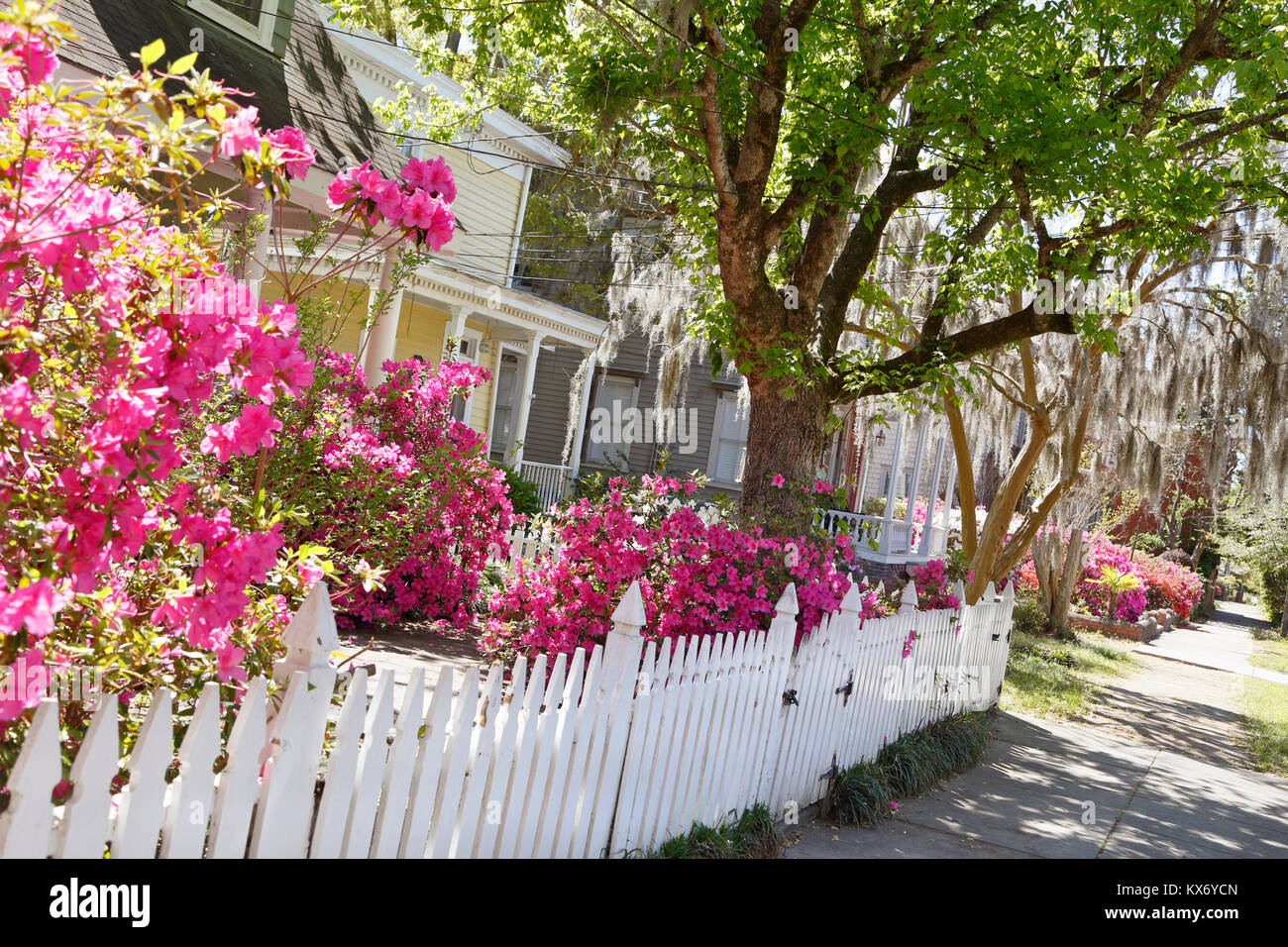 Old neighborhood trees hi-res stock photography and images - Alamy