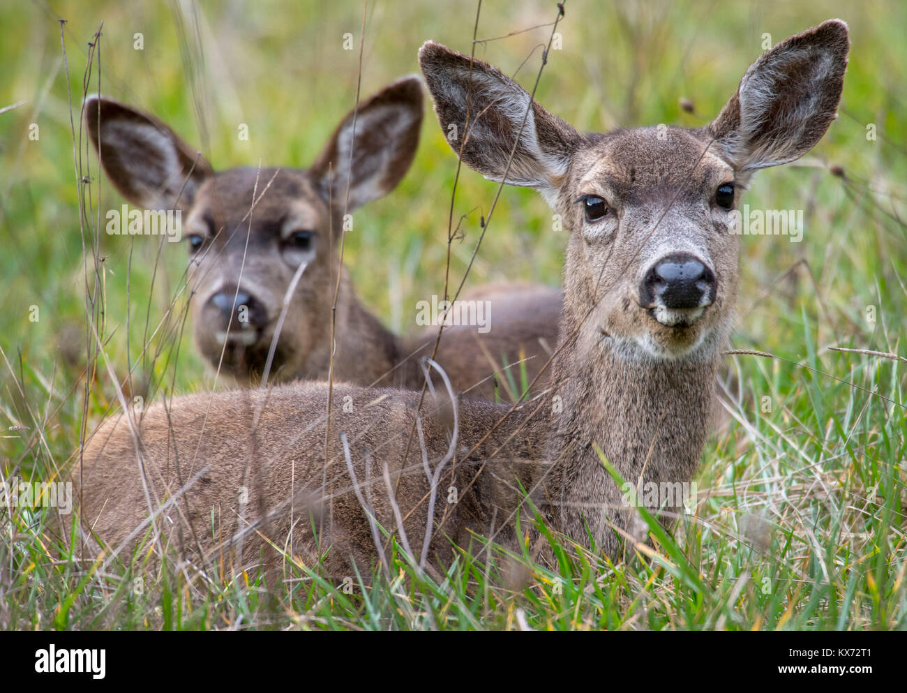 Elkton, Oregon, USA. 7th Jan, 2018. A pair of black tailed deer relax ...