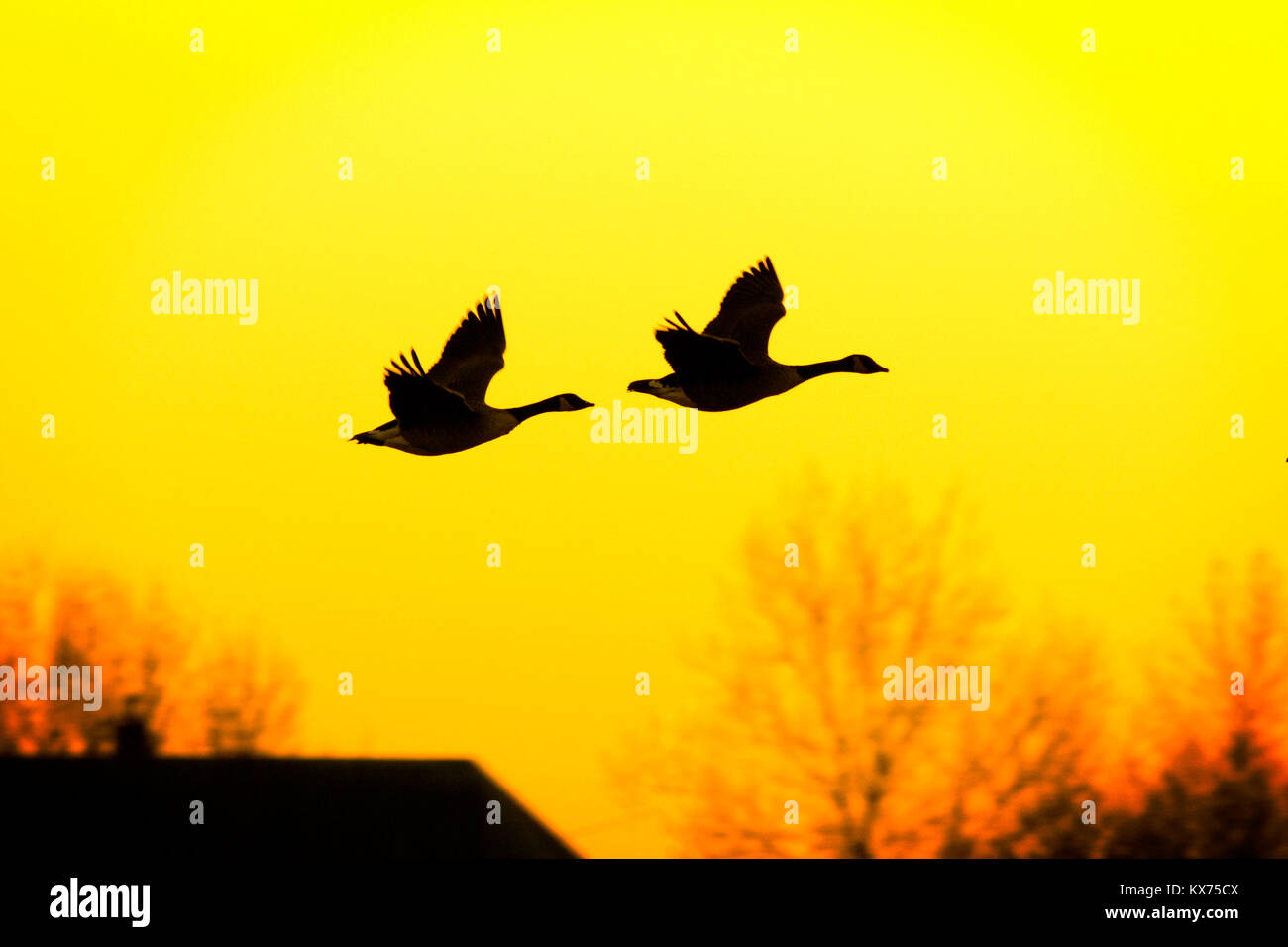 bird flying goose Canada goose waterfowl geese fowl wings wildfowl ...