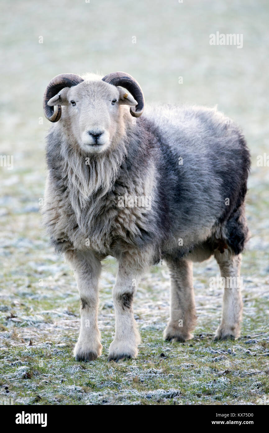 Herdwick ram sheep hi-res stock photography and images - Alamy