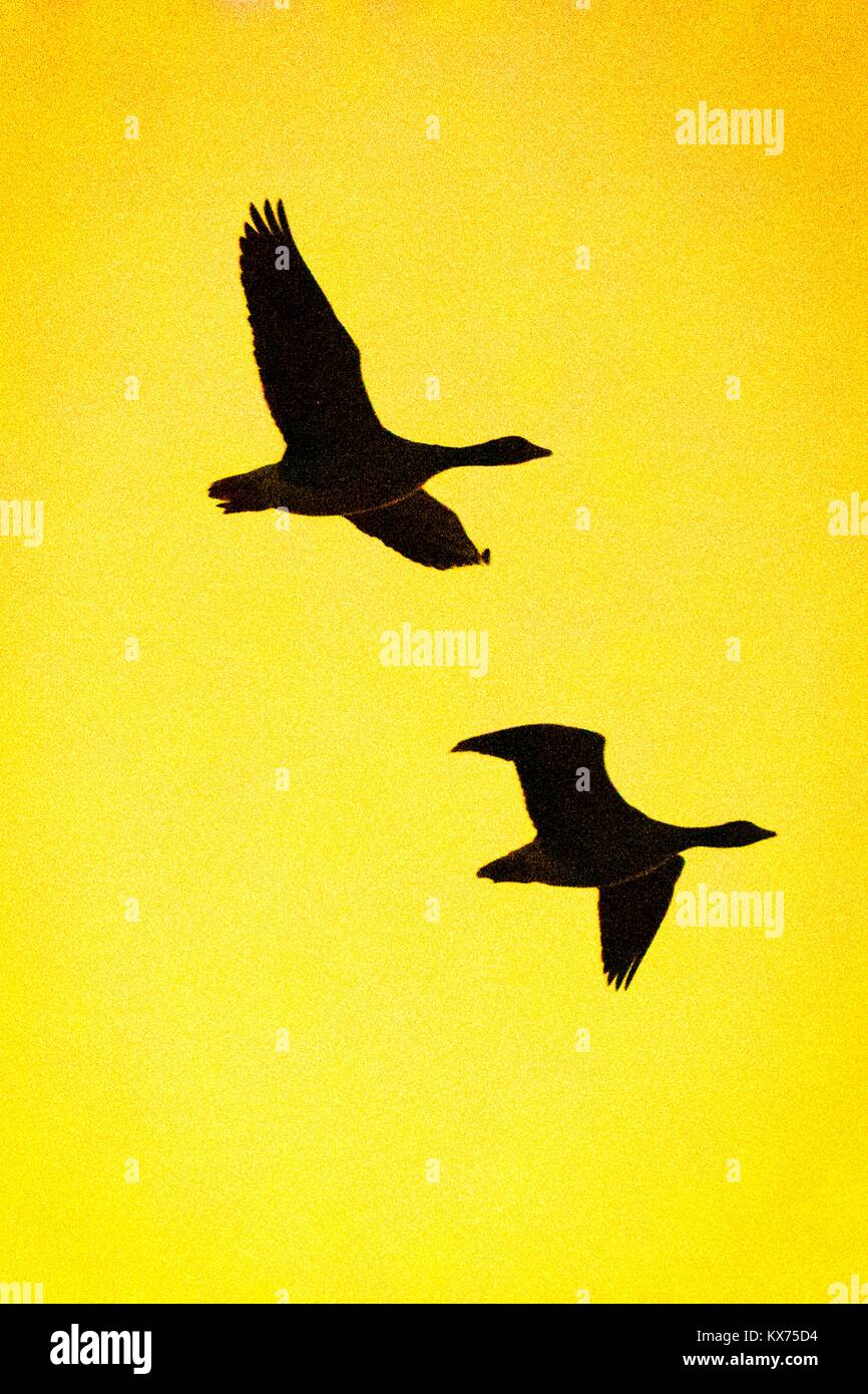 bird flying goose Canada goose waterfowl geese fowl wings wildfowl ...