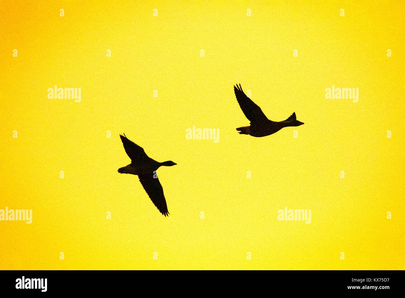 bird flying goose Canada goose waterfowl geese fowl wings wildfowl ...